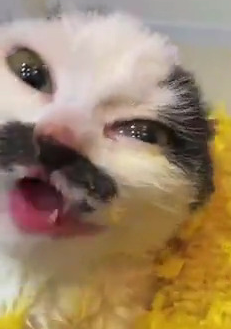 *Monch*