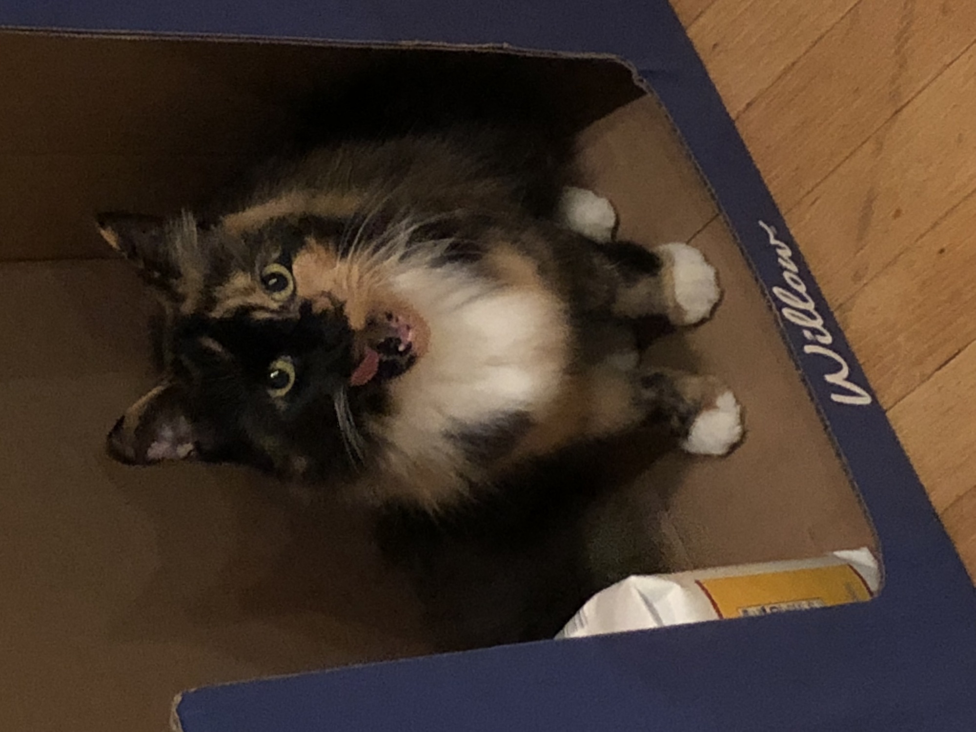 Awh I gotcha! Still adorable! If you have any more - #190163746 added ...