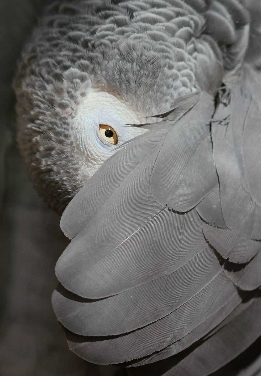 Parrot