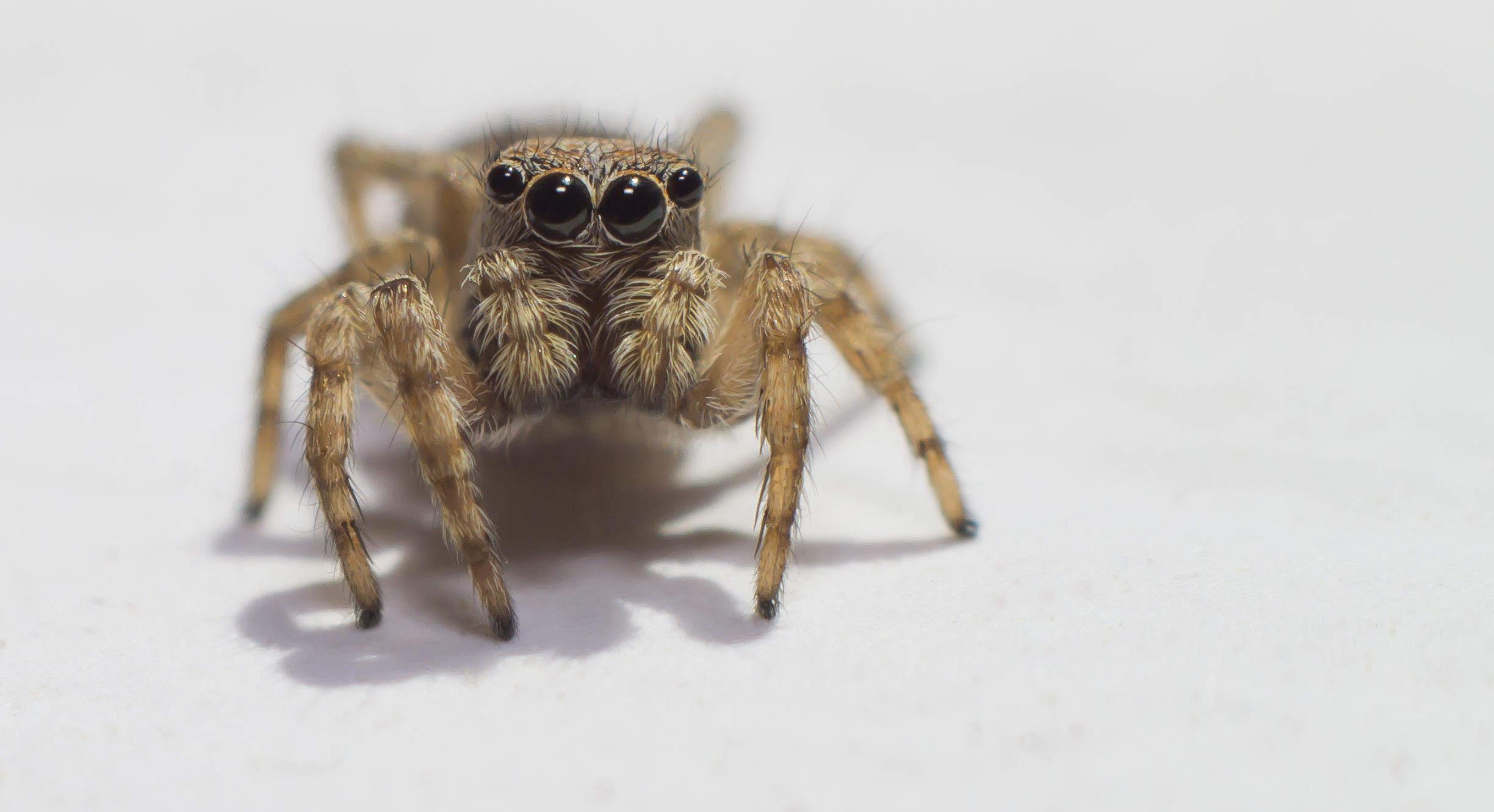 Jumping spiders are best spiders. (when I took this photo - #127327367 ...