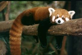 Pabu~