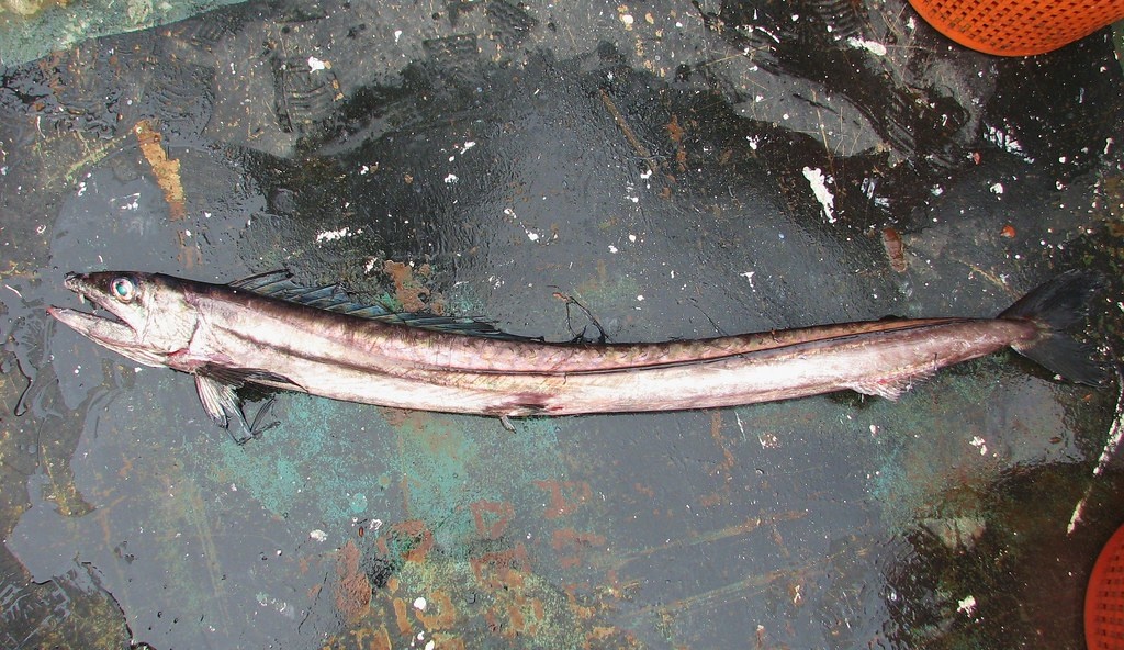 That looks like a Longnose Lancetfish (Alepisaurus ferox) they're often ...