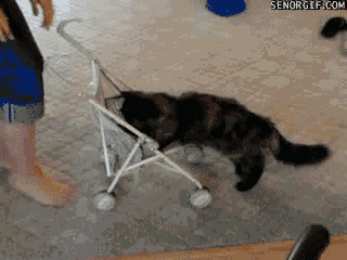 Stroller Cat