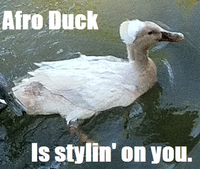 Afro Duck