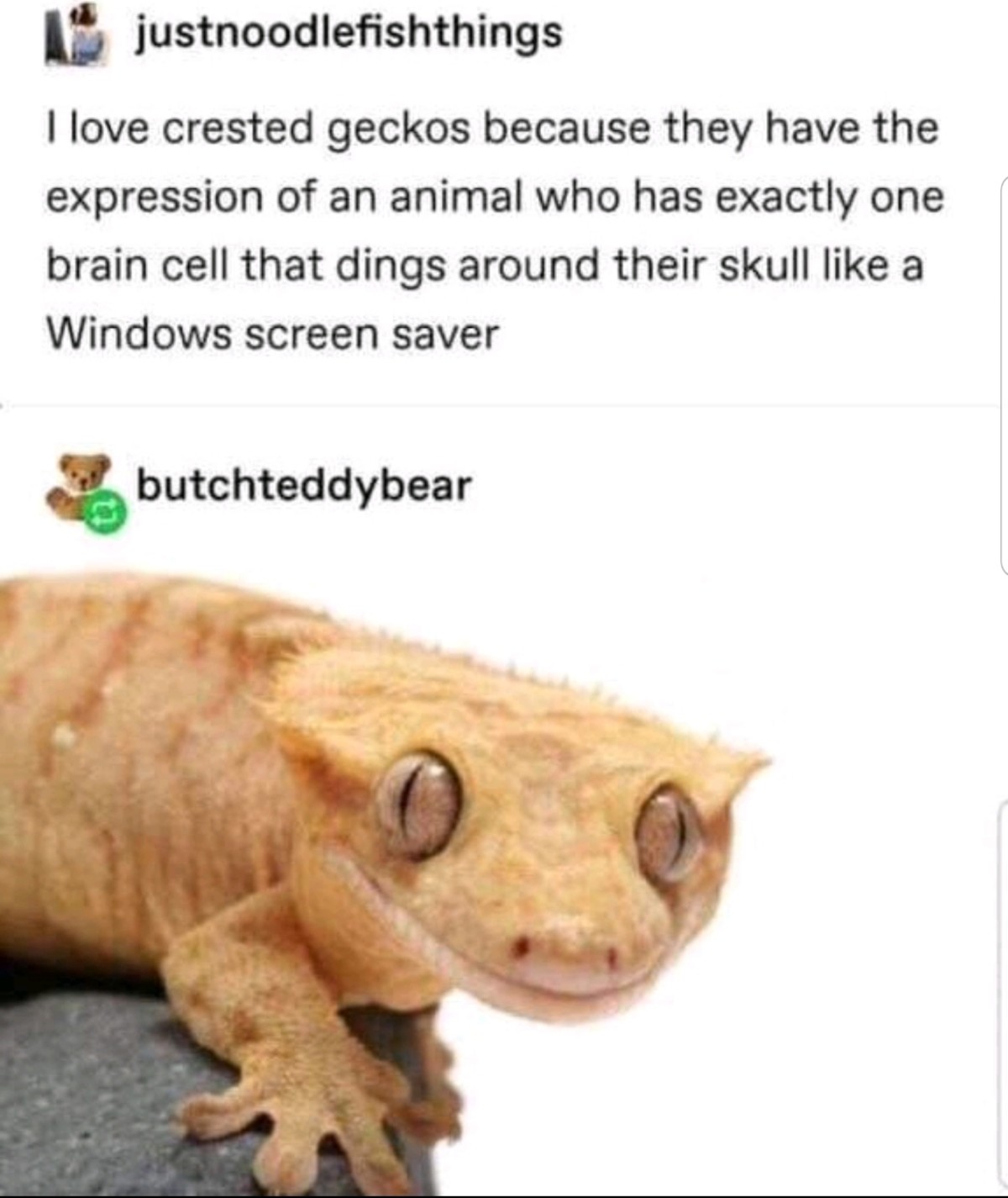 Geck