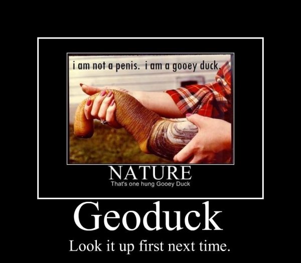 geoduck
