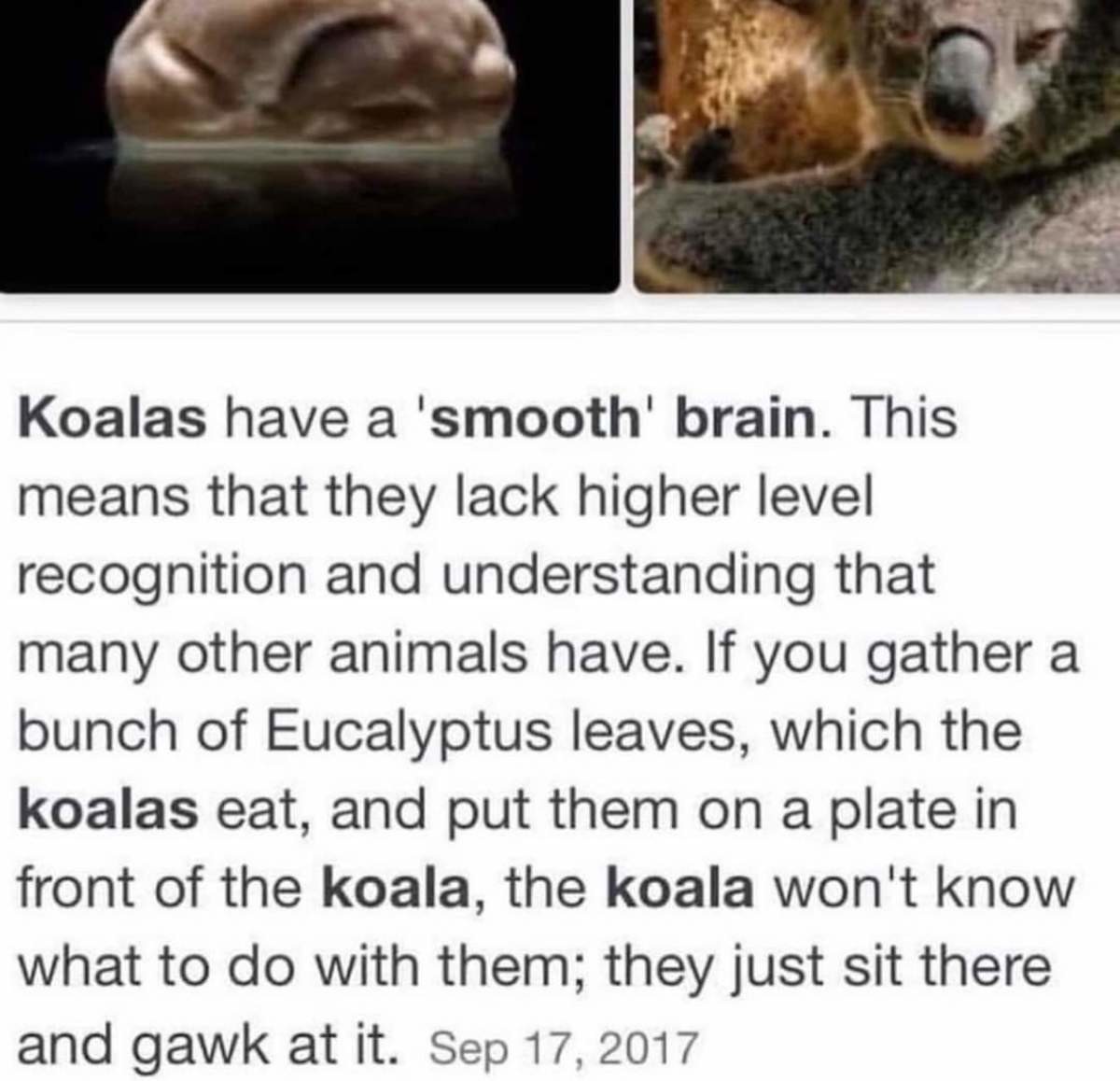 Koala