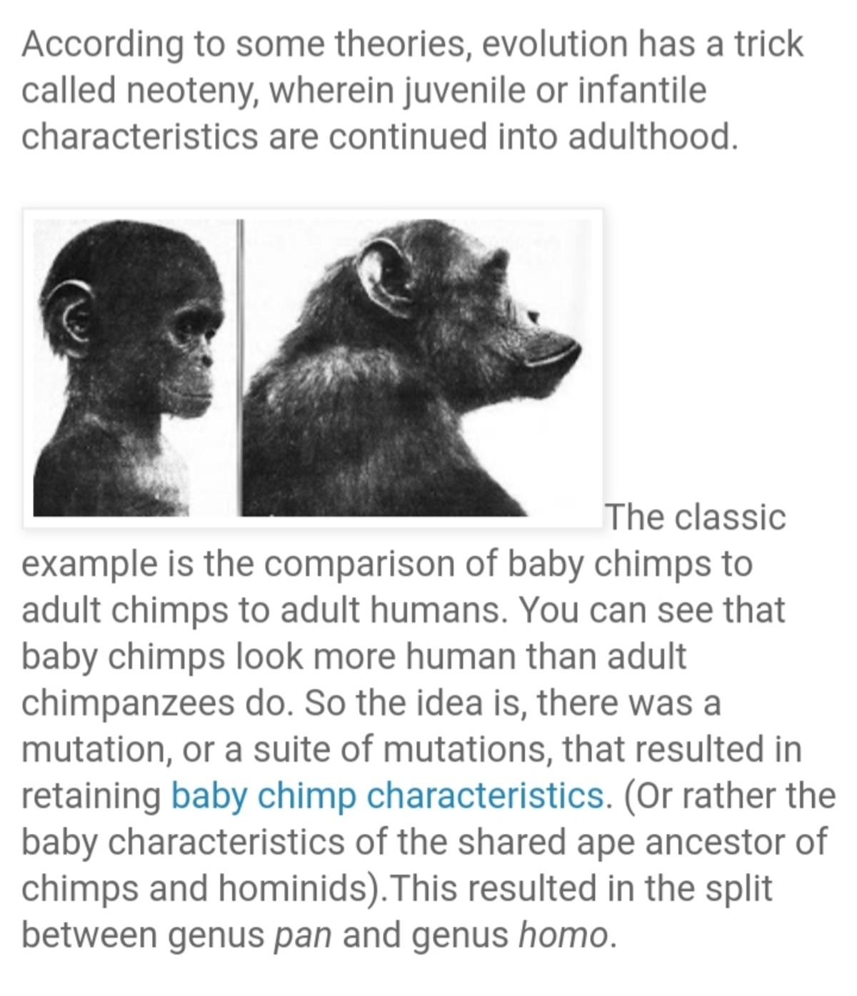 Neoteny