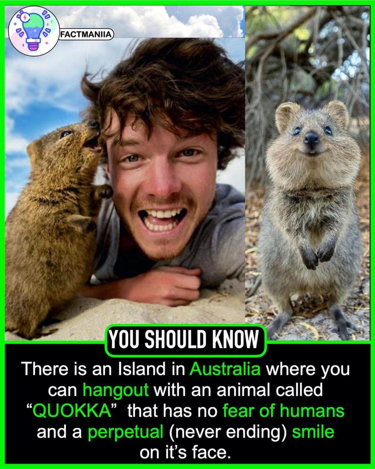 Quokka