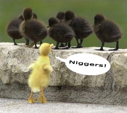 RASCIST DUCK!
