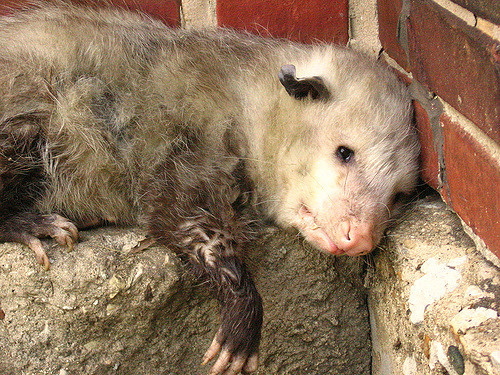 possums: possums: possums