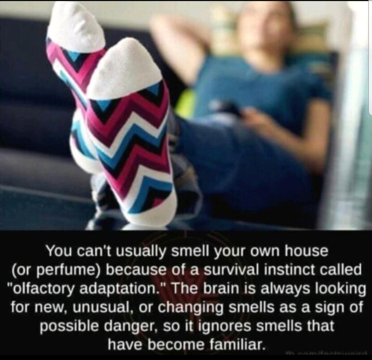 Smell