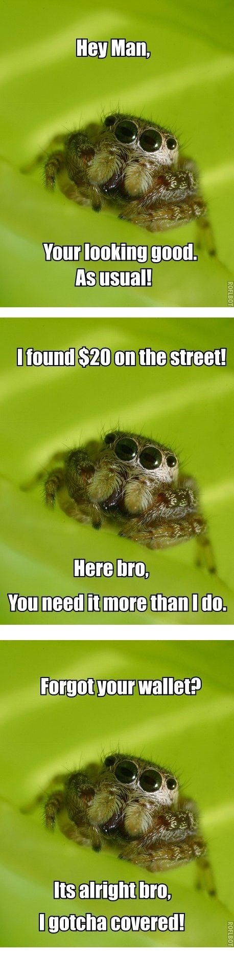 Spiderbro