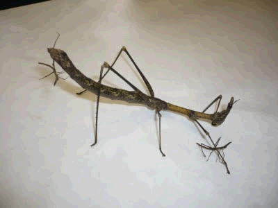 STICK BUG