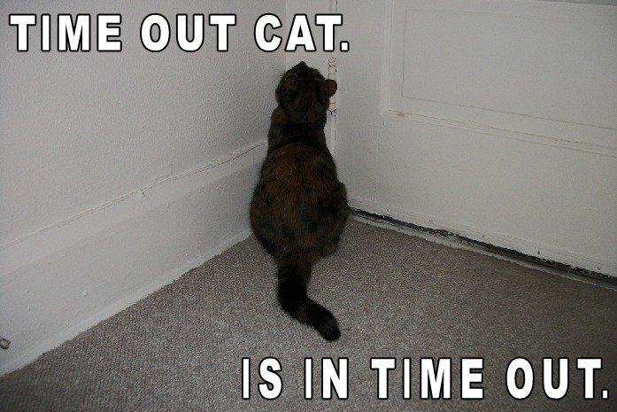 Time Out Cat