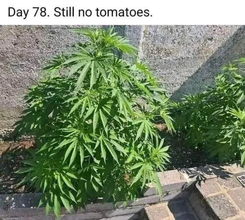 Tomato